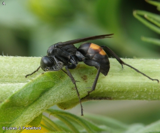 Nature Search - ANOPLIUS AMERICANUS - Anoplius americanus SPIDER WASP ...