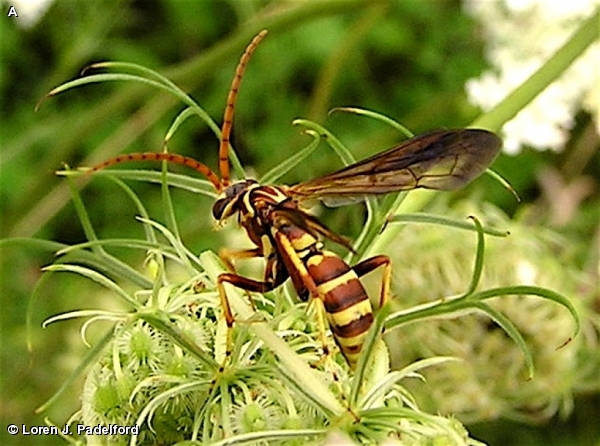 Nature Search - POECILOPOMPILUS INTERRUPTUS - Poecilopompilus ...